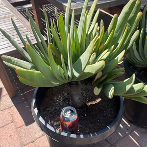 X-large Specimen Fan Aloe Aloe Plicatilis Kumara Plicatilis South ...