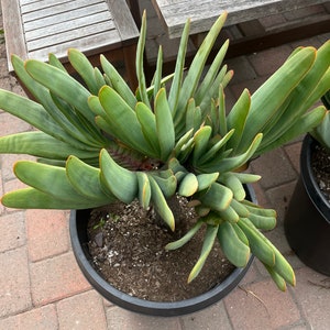 X-large Specimen Fan Aloe Aloe Plicatilis Kumara Plicatilis South ...