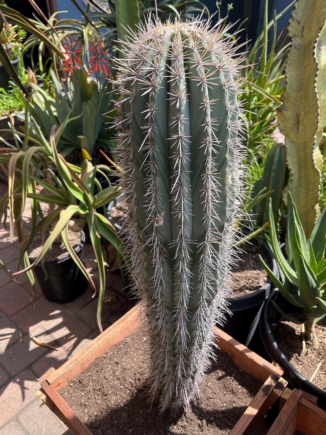 36” Tall Large Mexican Giant Cardon Cactus, False Saguaro Pachycereus ...