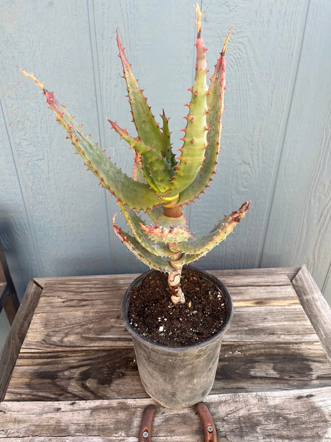 Large Cape Aloe Aloe Ferox South African Aloe Flowering Aloe - Etsy