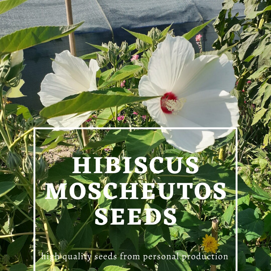Hibiscus Moscheutos, the Rose Mallow, Swamp Rose-mallow, Crimsoneyed ...