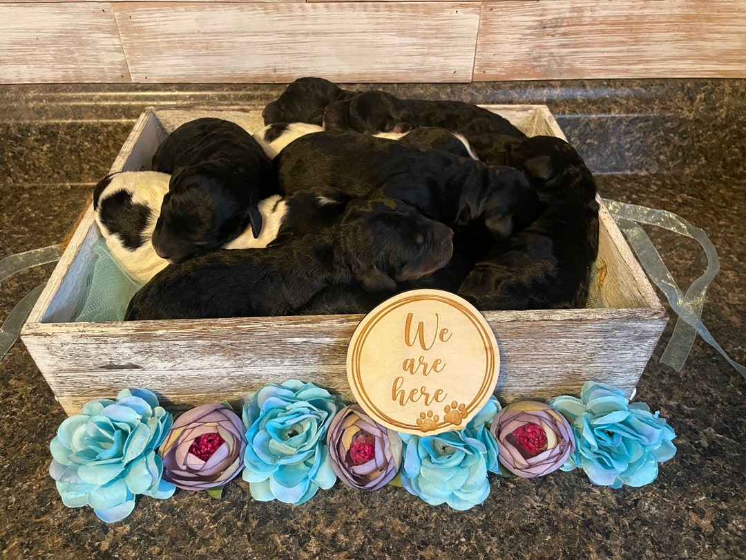 Dog Milestone Cards, Puppy, Personalized Dog, Pet Gift, Dog Breeder - Etsy