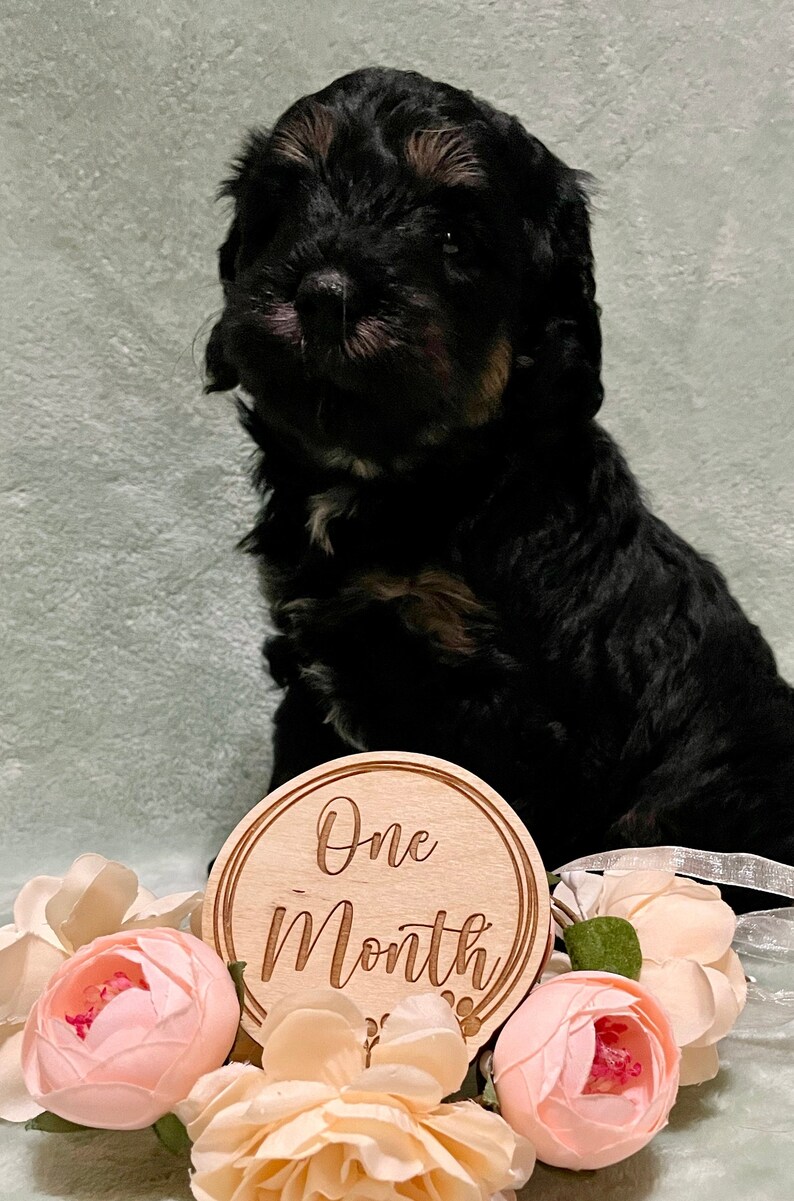 Dog Milestone Cards, Puppy, Dog, Pet Gift, Dog Lover Gift - Etsy