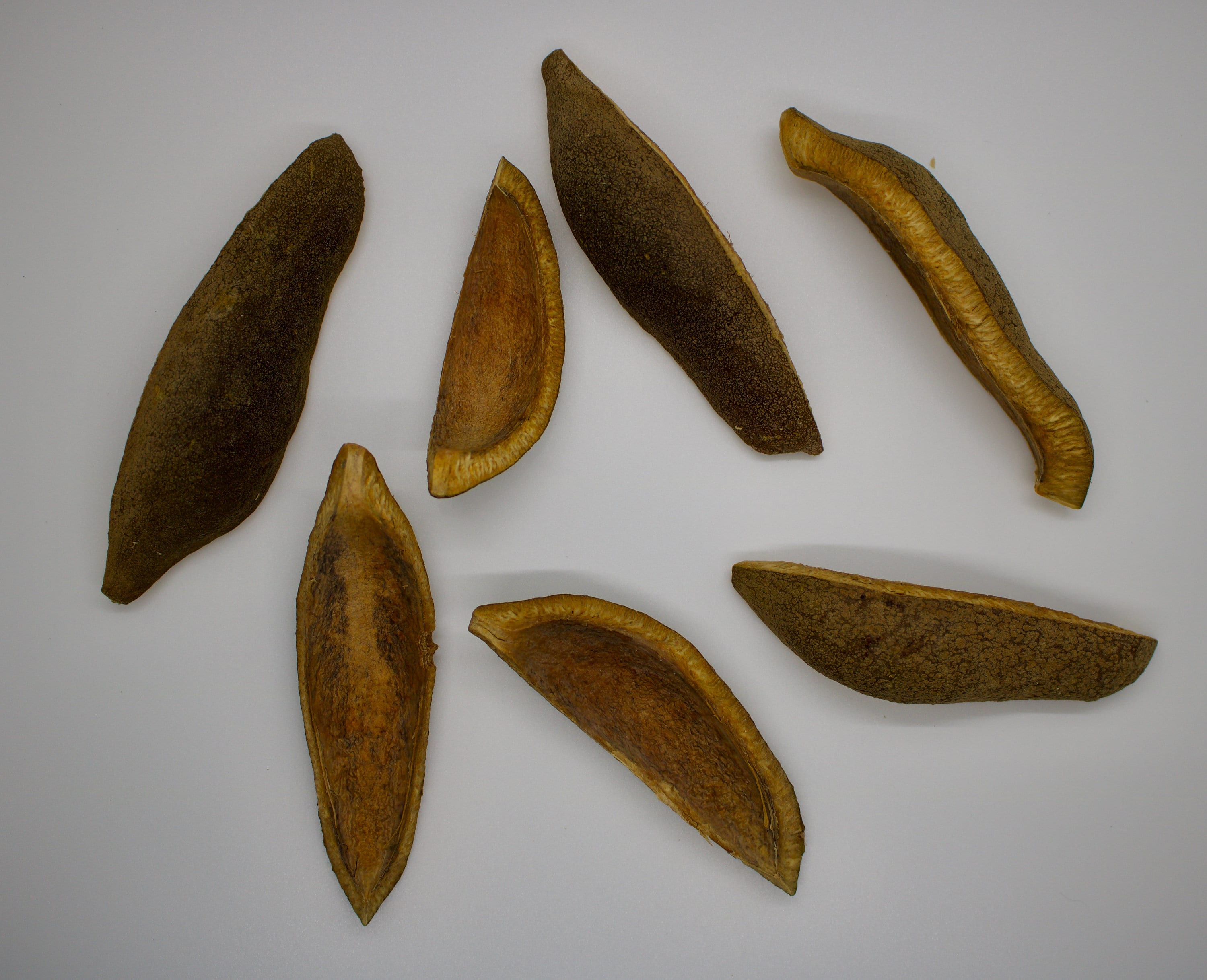 10 Mahogany Tree Pods - Etsy