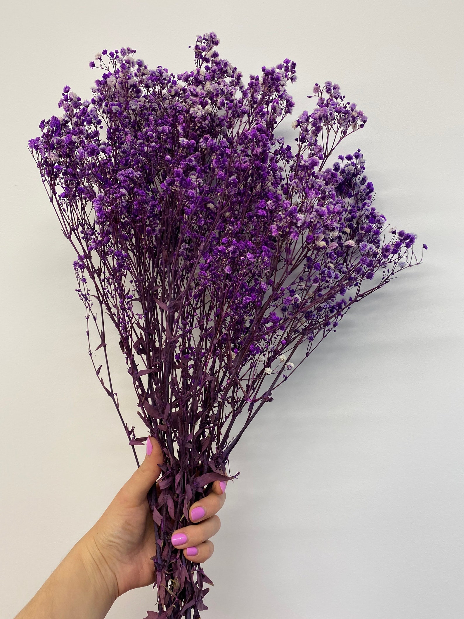 Preserved Purple Gypsophila | Etsy