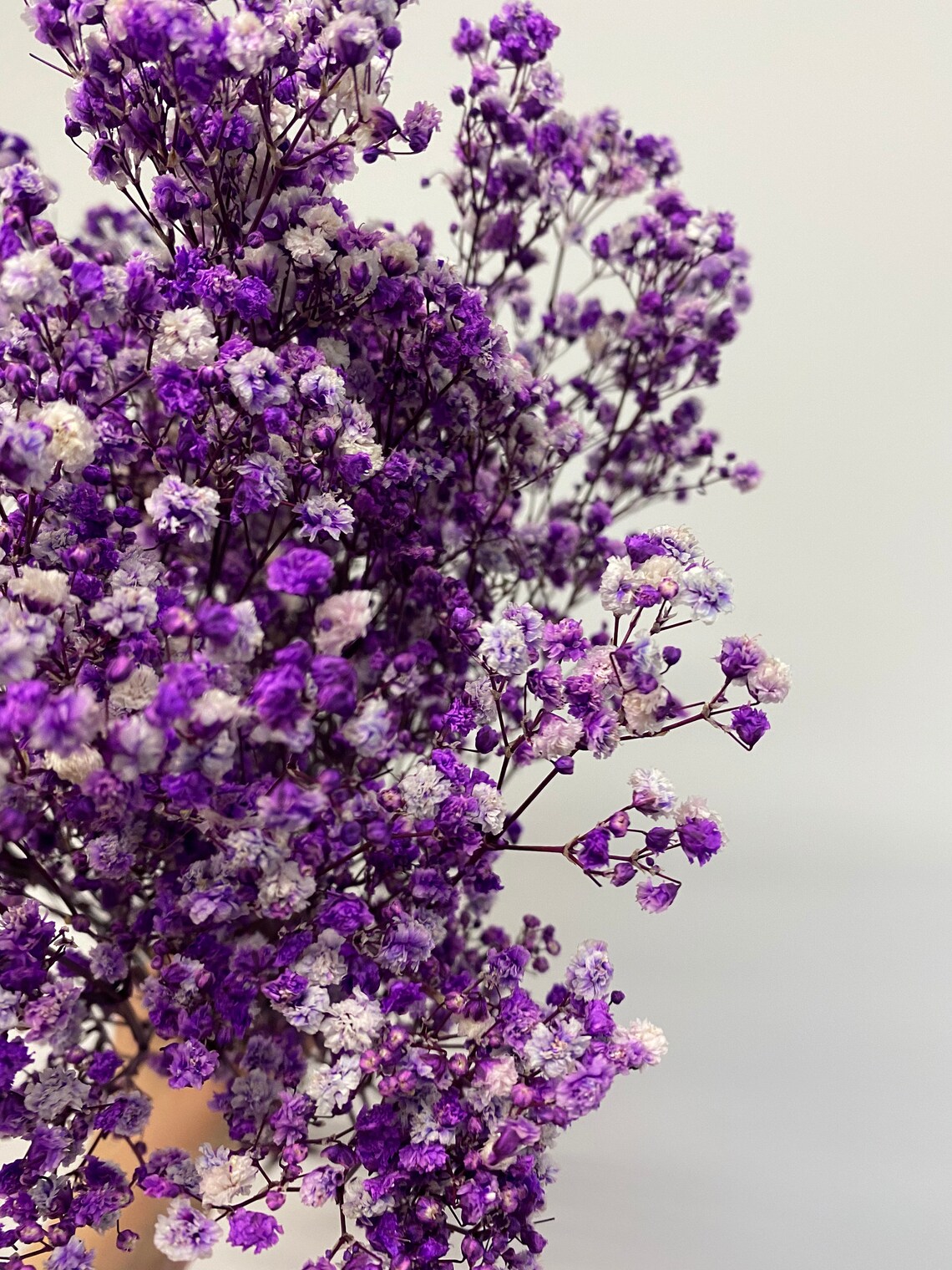 Preserved Purple Gypsophila | Etsy