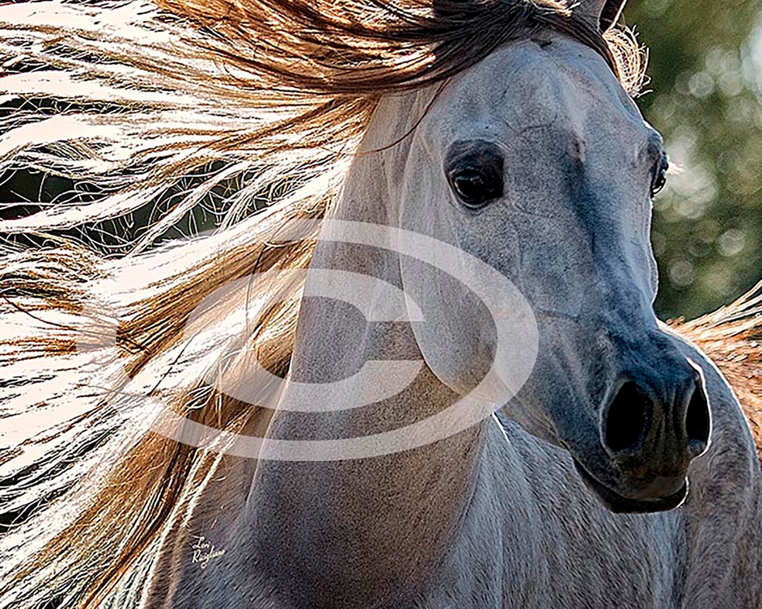 Gray Arabian Horse Photo - Etsy