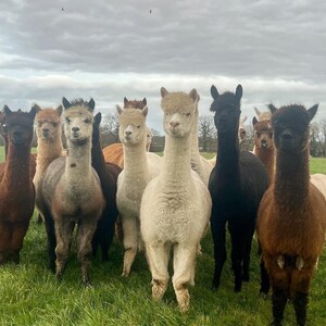 Cheshire Alpacas Alpaca Wool Socks - Etsy UK