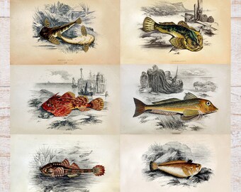 History of the Fishes - Images Plates From Original Vintage Fish Book ...