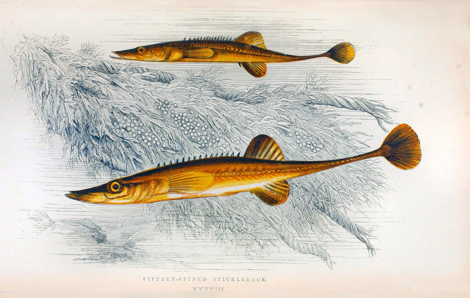 History of the Fishes - Images Plates From Original Vintage Fish Book ...