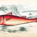 History of the Fishes - Images Plates From Original Vintage Fish Book ...