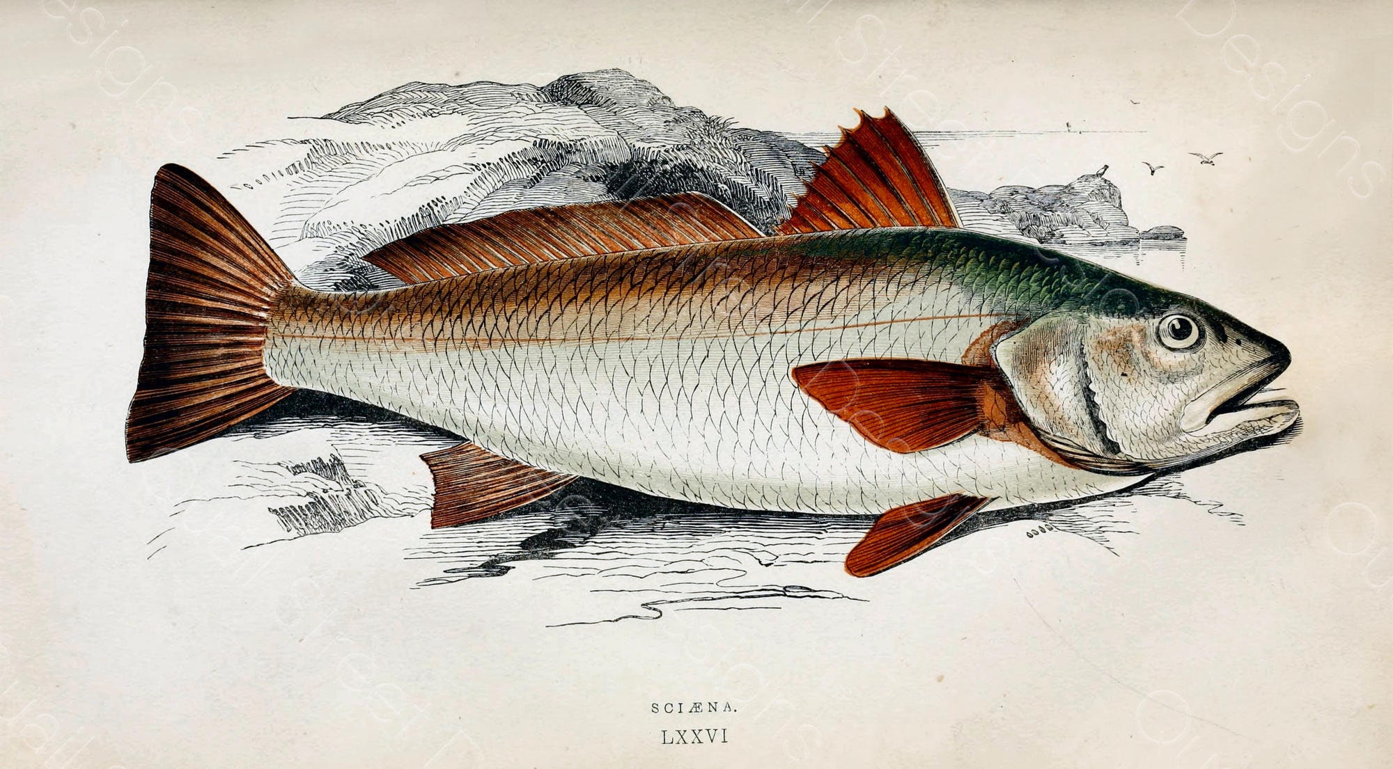 History of the Fishes - Images Plates From Original Vintage Fish Book ...