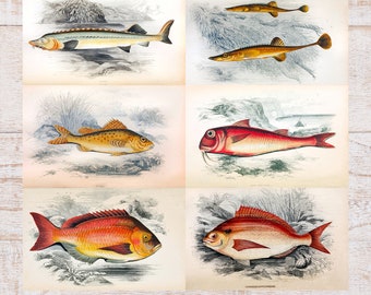History of the Fishes Images Plates From Original Vintage - Etsy