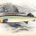 History of the Fishes - Images Plates From Original Vintage Fish Book ...