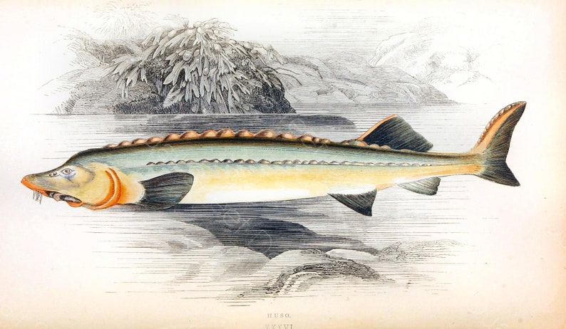 History of the Fishes - Images Plates From Original Vintage Fish Book ...