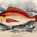 History of the Fishes - Images Plates From Original Vintage Fish Book ...