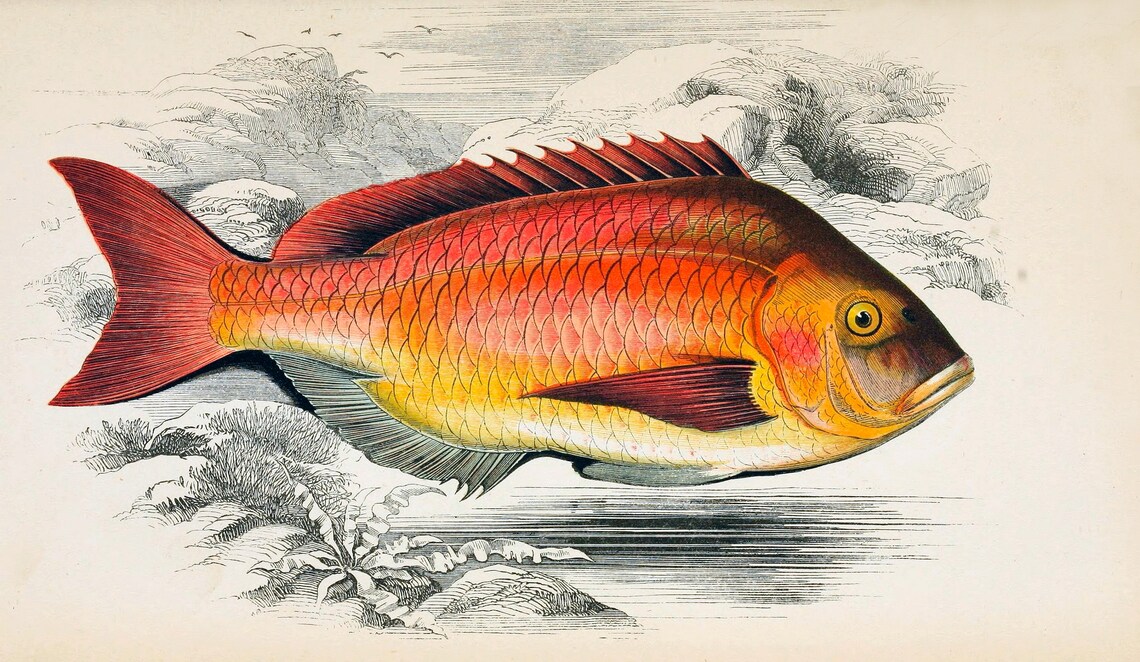 History of the Fishes - Images Plates From Original Vintage Fish Book ...