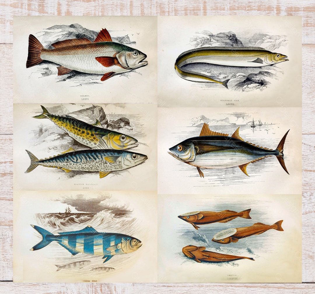 History of the Fishes - Images Plates From Original Vintage Fish Book ...