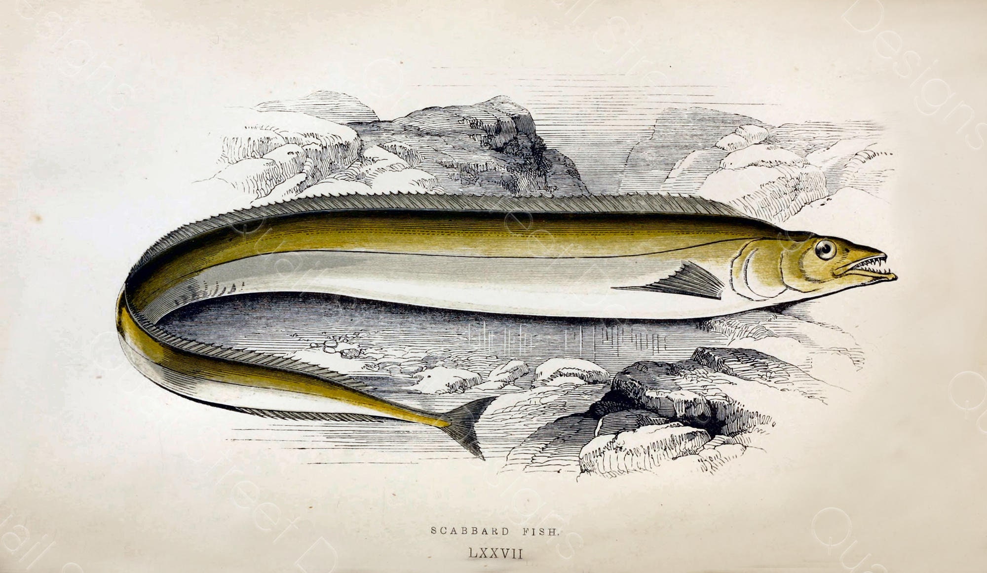 History of the Fishes - Images Plates From Original Vintage Fish Book ...