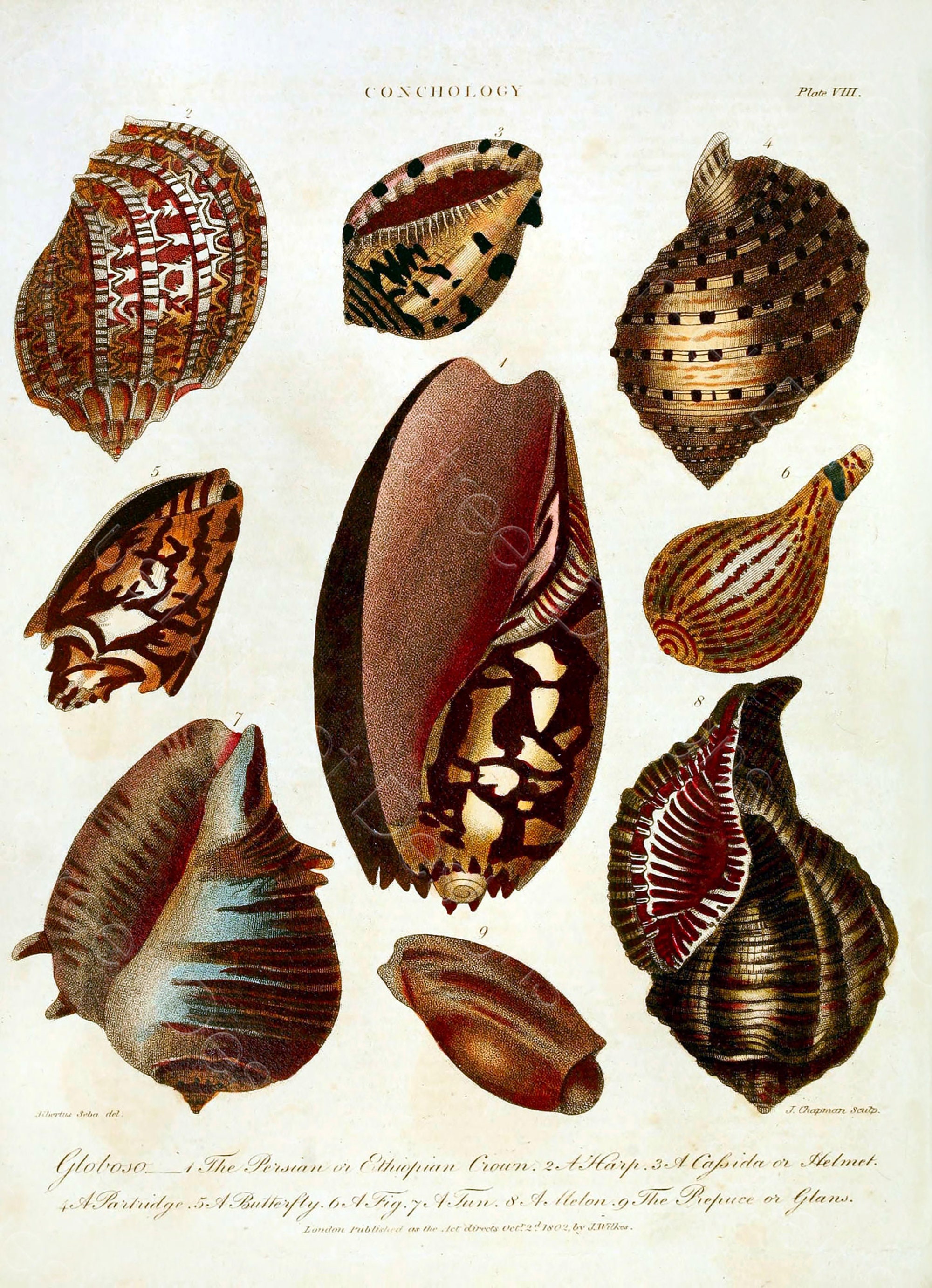 Conchology Sea Shells Vintage Plates From the Encylopedia Londinensis ...