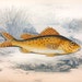 History of the Fishes - Images Plates From Original Vintage Fish Book ...