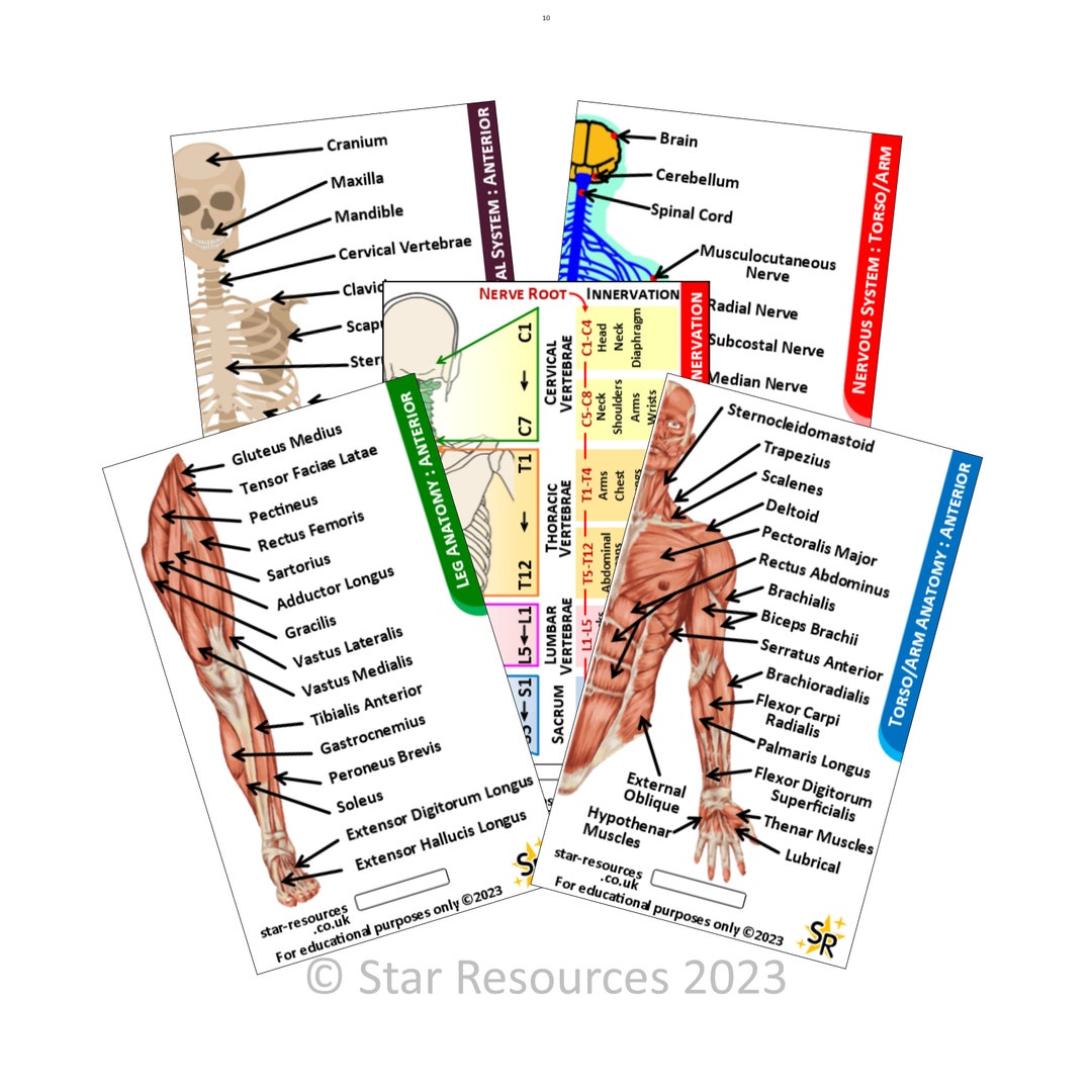 Set 3 Human Anatomy ID Badge Flash Cards Student Nurses - Etsy UK