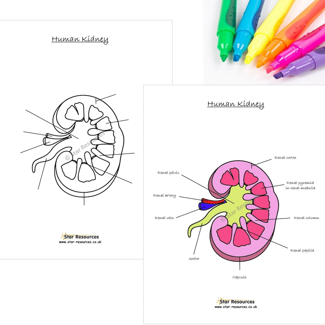 Human Anatomy Colouring Page - Anatomy of Human Kidney PDF - Etsy