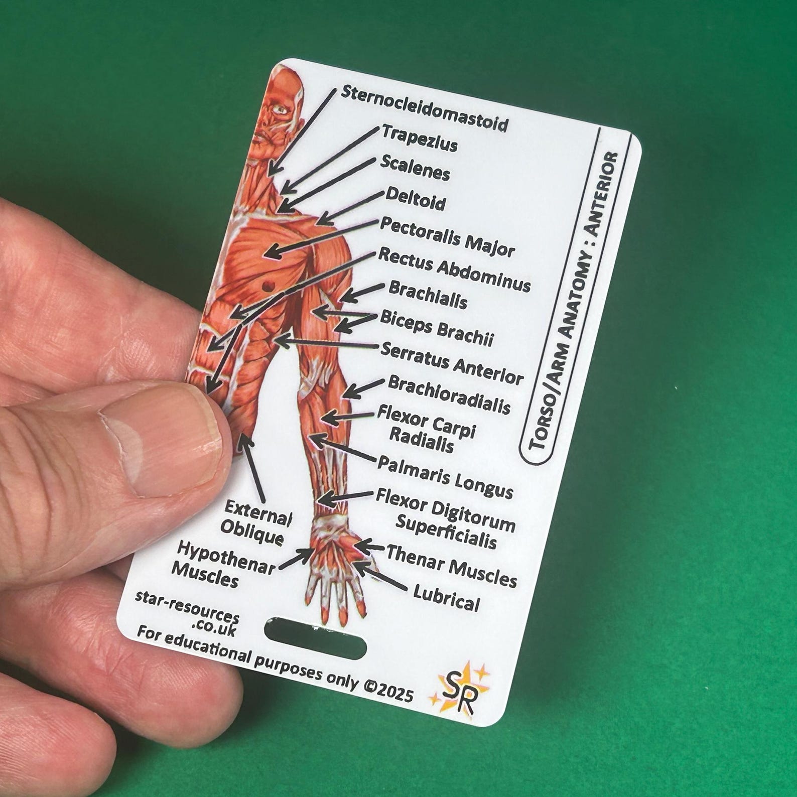 Set 3 - Human Anatomy ID Badge Flash Cards Student Nurses, Paramedics ...