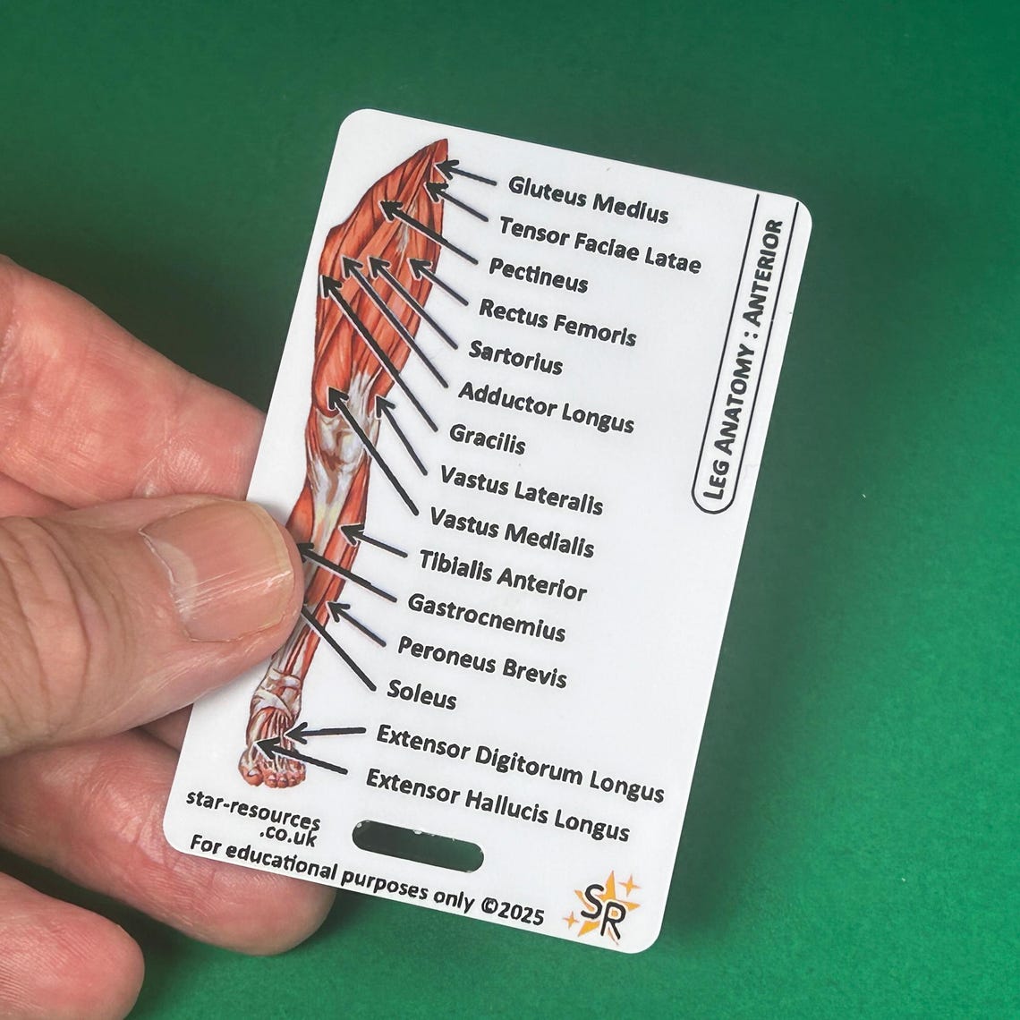Set 3 - Human Anatomy ID Badge Flash Cards Student Nurses, Paramedics ...