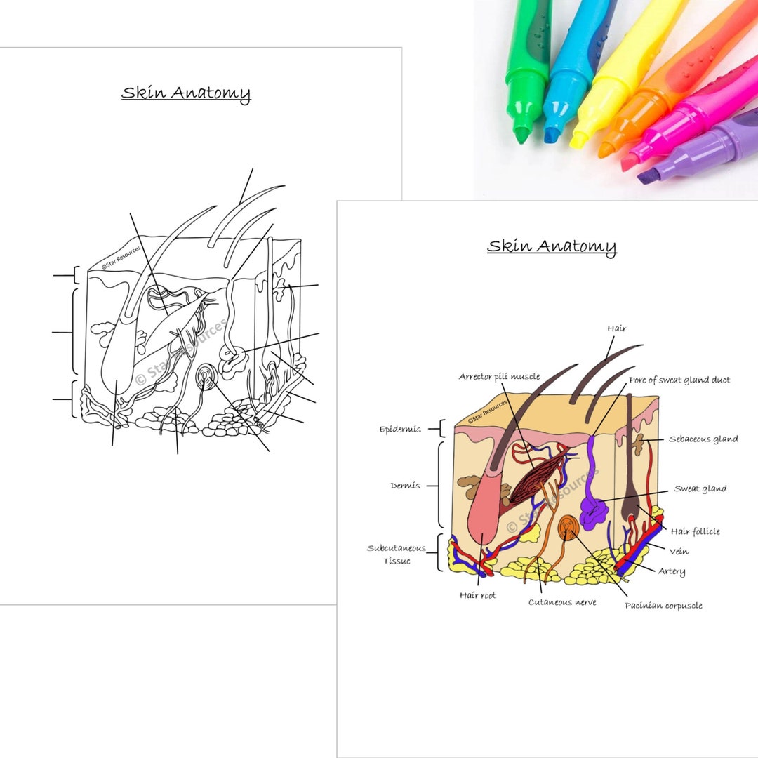 Human Skin Anatomy Colouring Page: Medical Student Study Aid (PDF) - Etsy