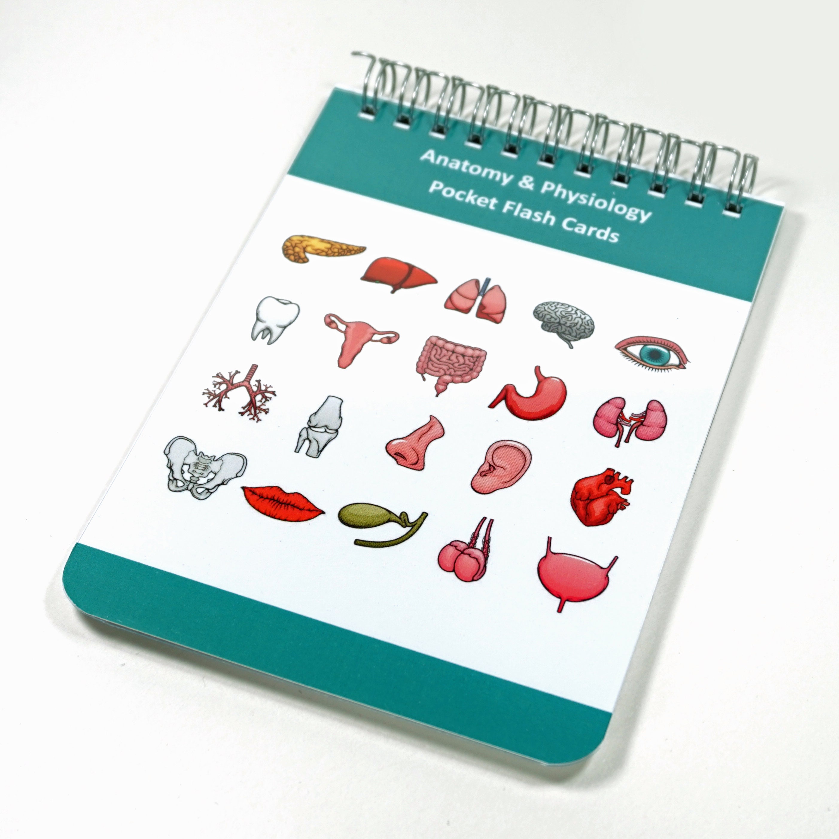 Best Anatomy Flash Cards For Medical Students Gray's Anatomy For