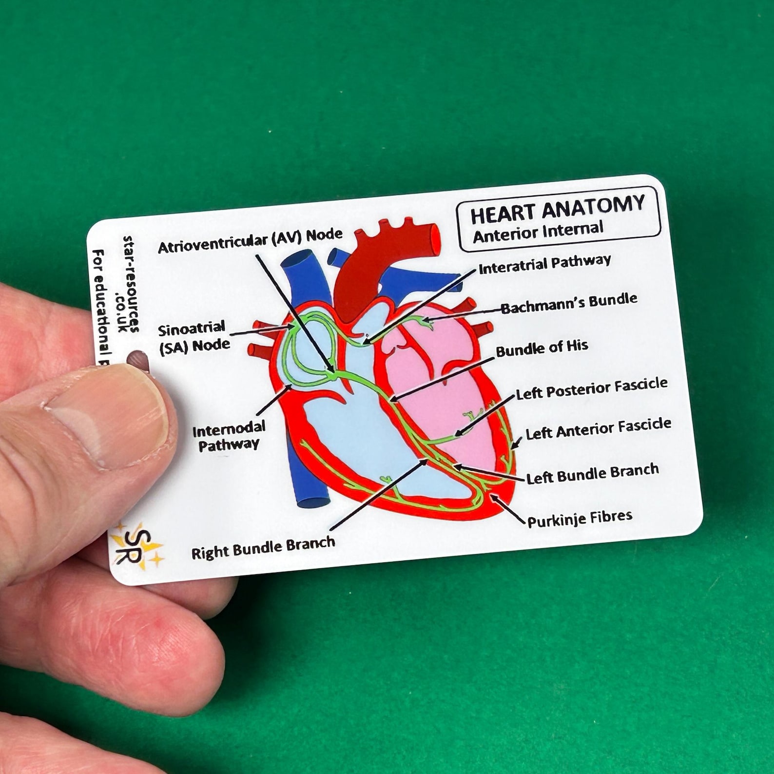 Set 3 - Human Anatomy ID Badge Flash Cards Student Nurses, Paramedics ...