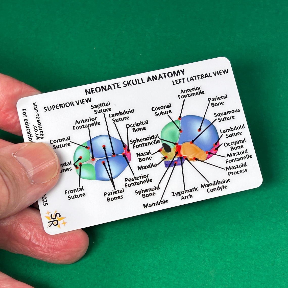 Set 3 - Human Anatomy ID Badge Flash Cards Student Nurses, Paramedics ...