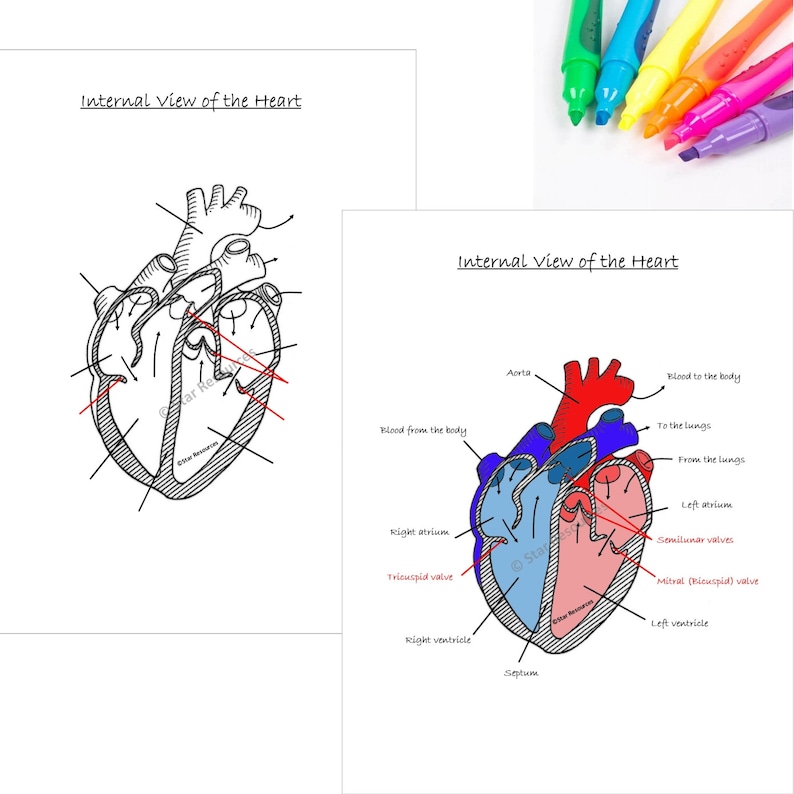 Human Anatomy Colouring Page - Internal View of Heart PDF - Etsy