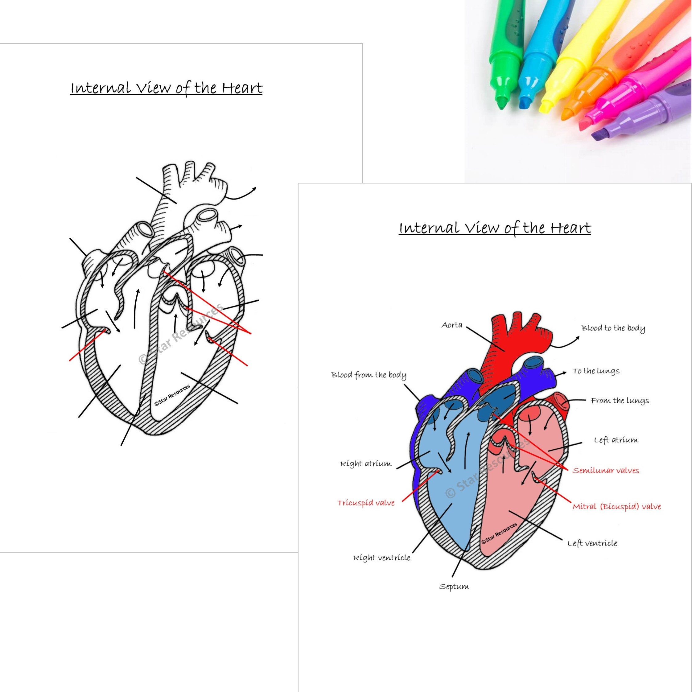 Heart Anatomy Diagram Worksheet