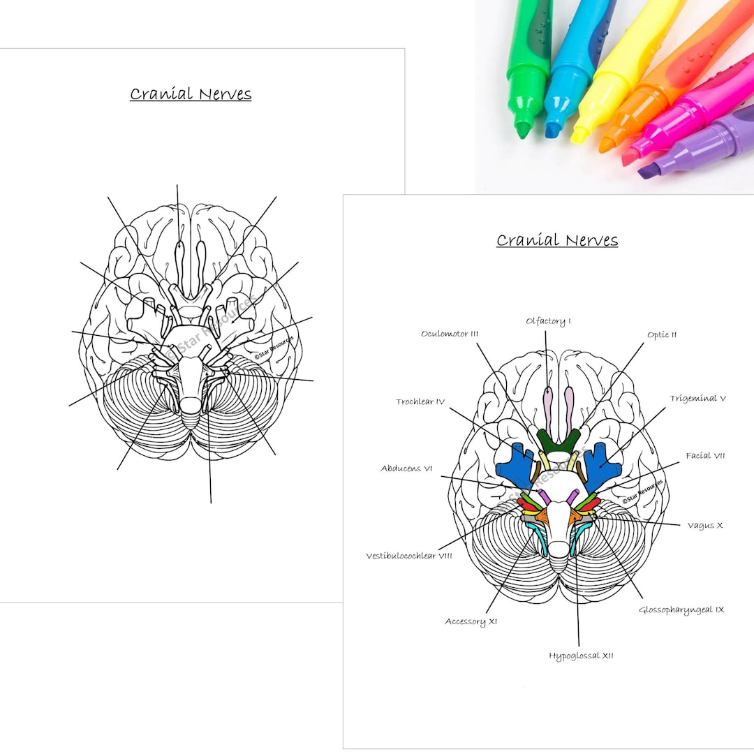 Human Anatomy Colouring Page - Anatomy of the Cranial Nerves PDF - Etsy