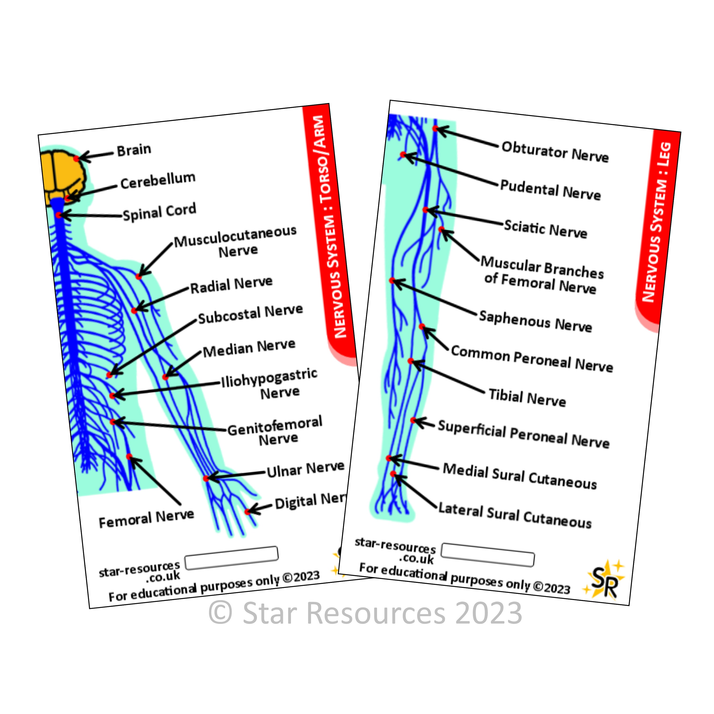 Anatomy Nervous System ID Badge Flashcard Student Paramedics - Etsy UK