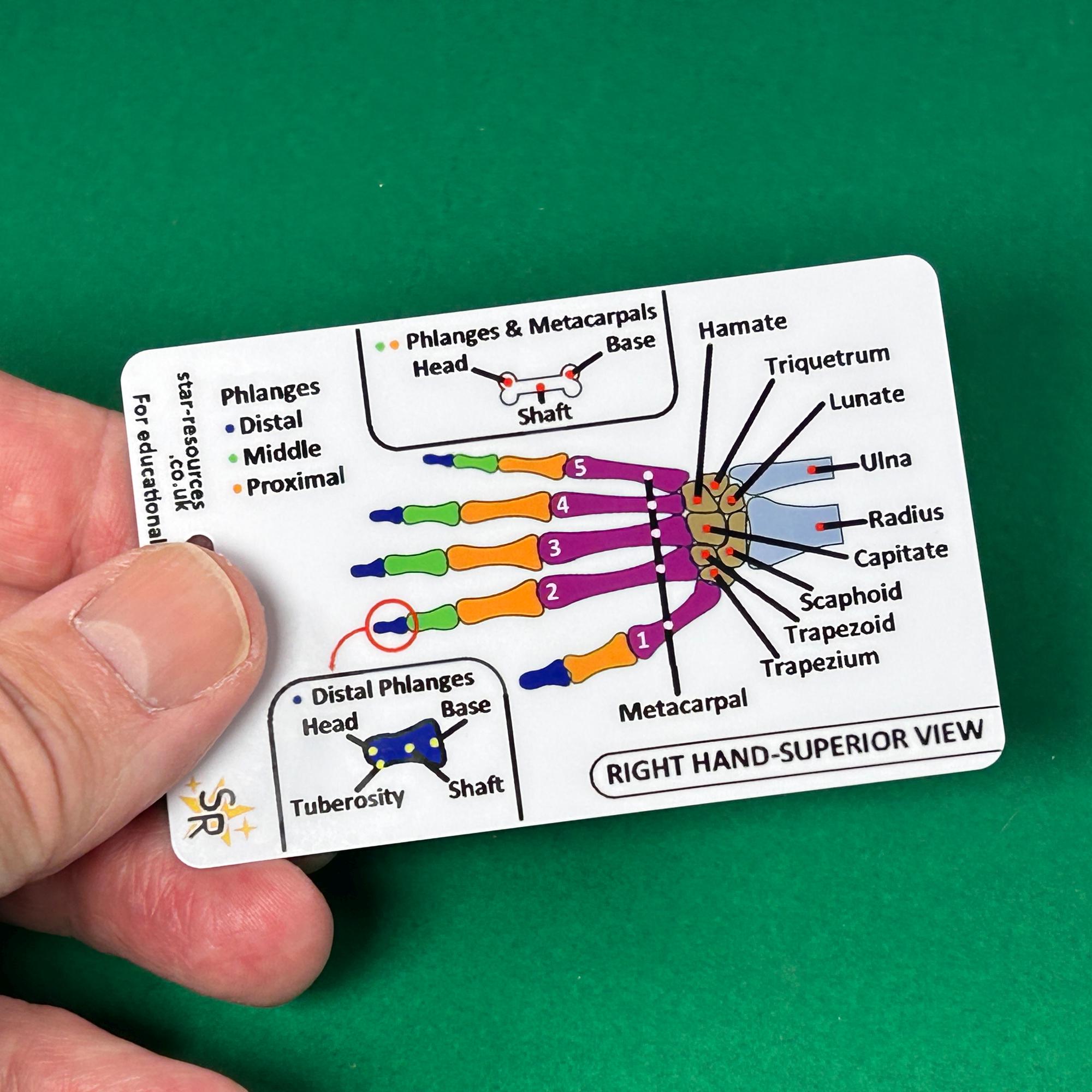 Set 3 - Human Anatomy ID Badge Flash Cards Student Nurses, Paramedics ...