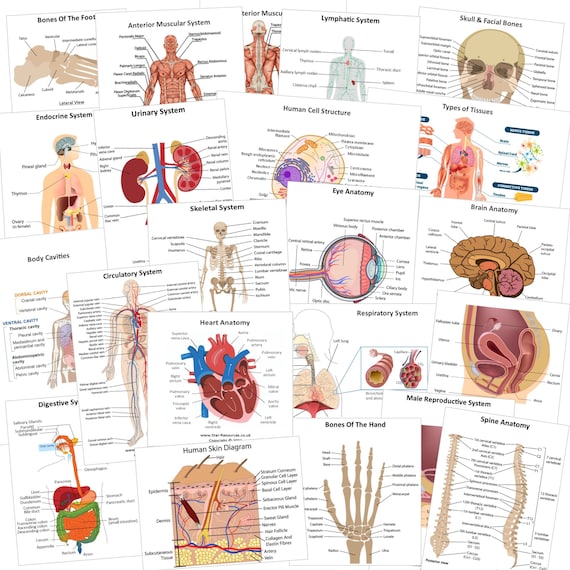 Anatomy & Physiology Revision Flash Cards. Flashcards for - Etsy UK