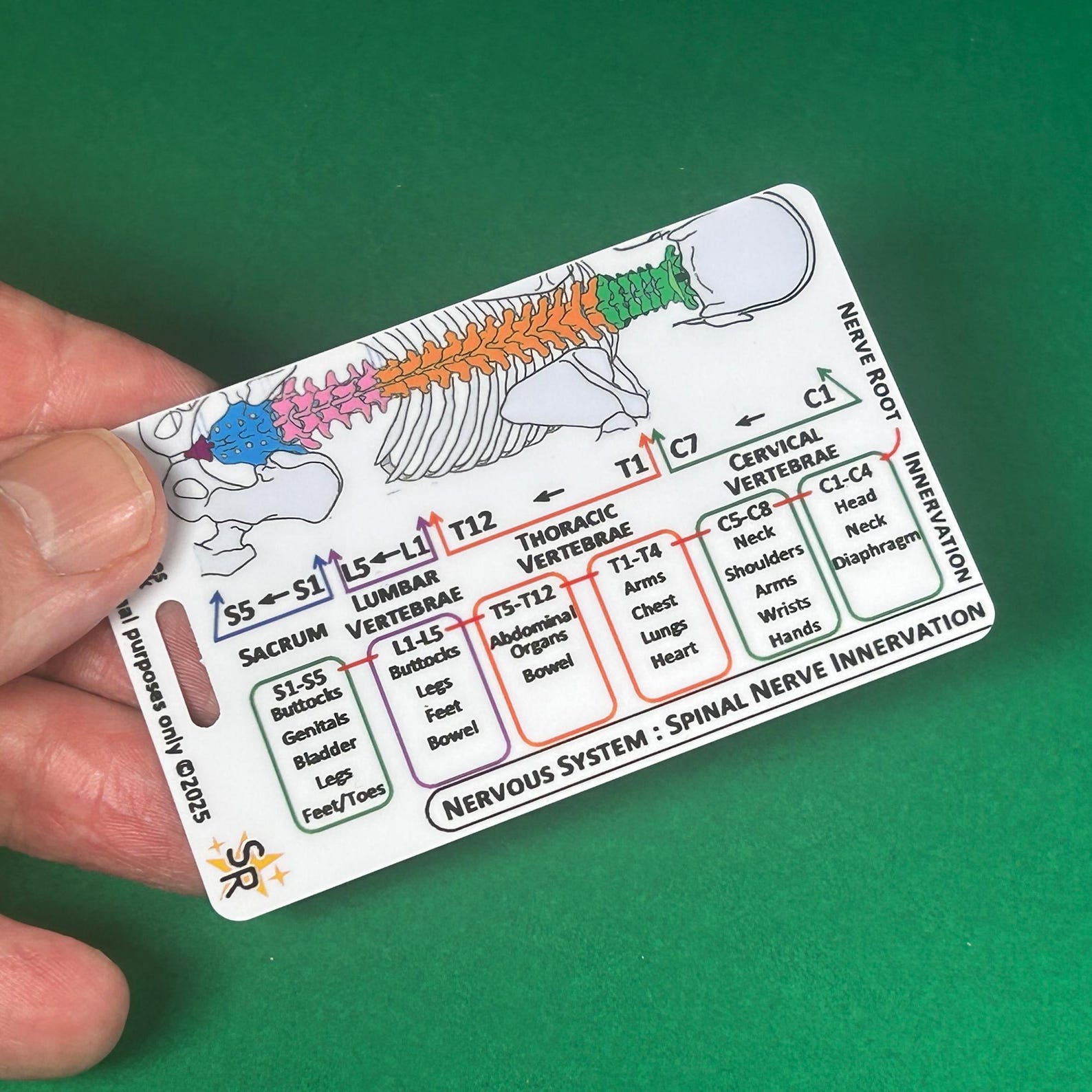 Set 3 - Human Anatomy ID Badge Flash Cards Student Nurses, Paramedics ...