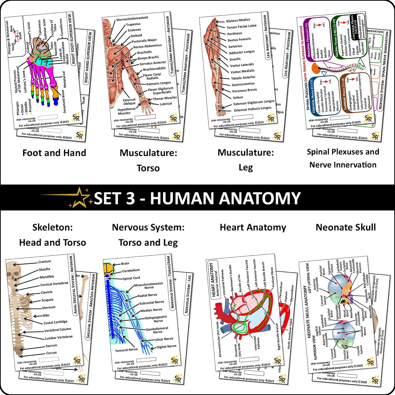 Set 3 - Human Anatomy ID Badge Flash Cards Student Nurses, Paramedics ...