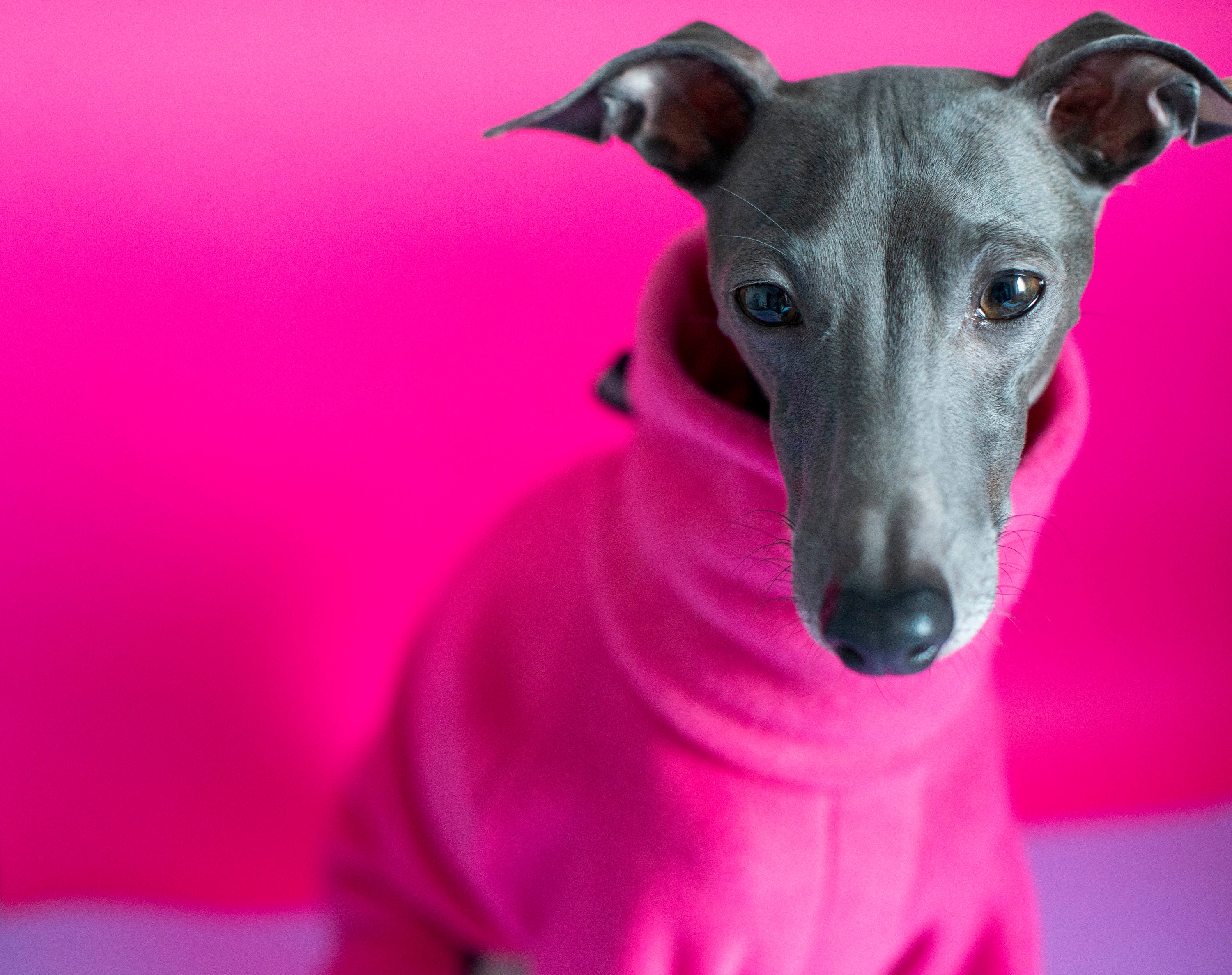 Italian Greyhound Clothing / 18 Colors / Iggy Jumper / | Etsy Canada