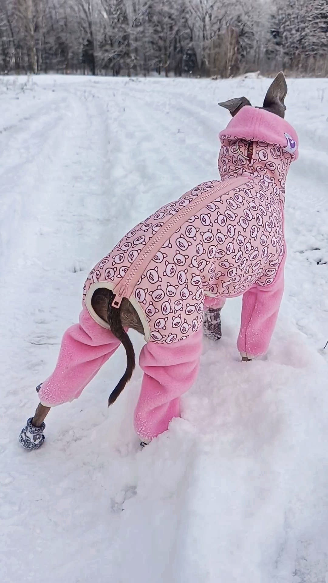 Outdoor Overalls Italian Greyhound / Winter Overalls Yogadog - Etsy