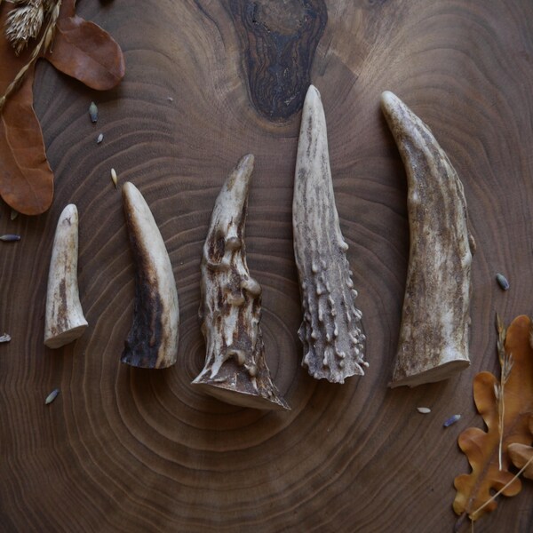 Deer Antlers - Etsy