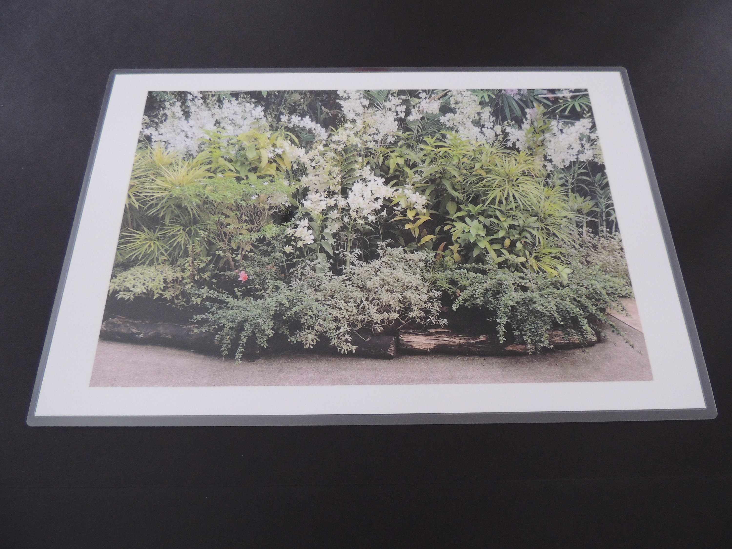 Greenery Laminated Placemats, Photo Waterproof Mats, 12X18 Sets of 4, 6 ...