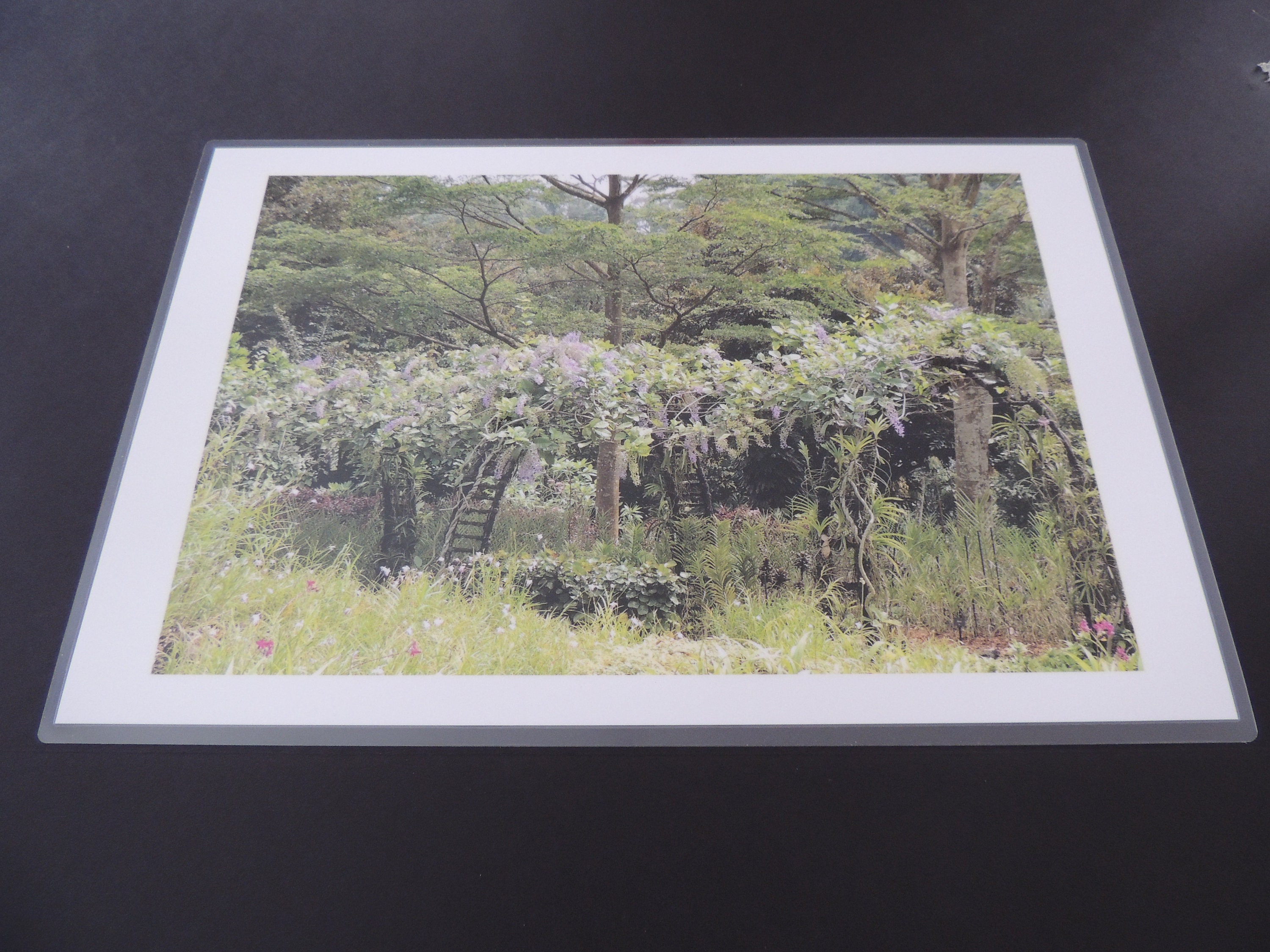 Greenery Laminated Placemats, Photo Waterproof Mats, 12X18 Sets of 4, 6 ...