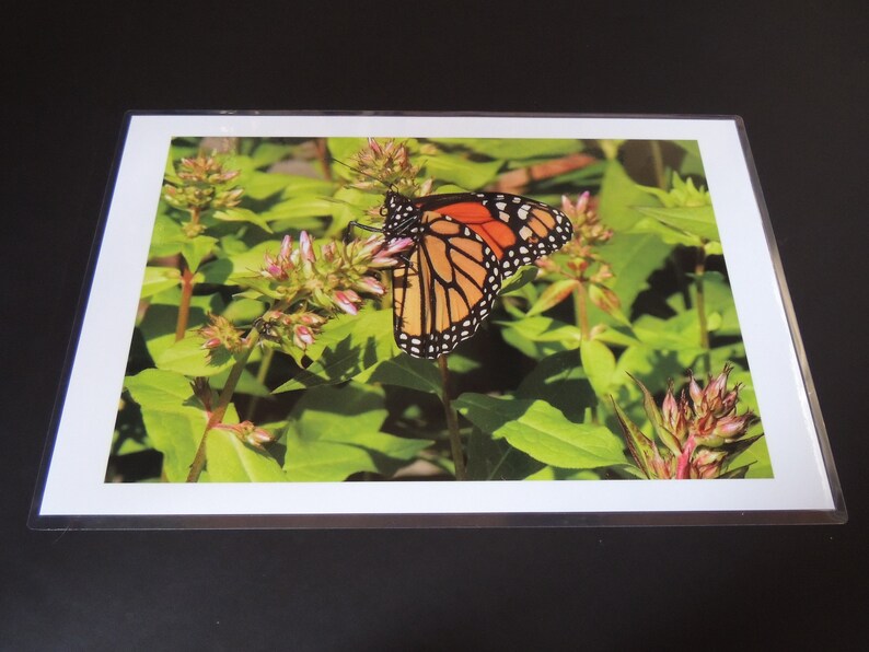 Monarch Butterfly Placemats Laminated Photo Art Mats - Etsy