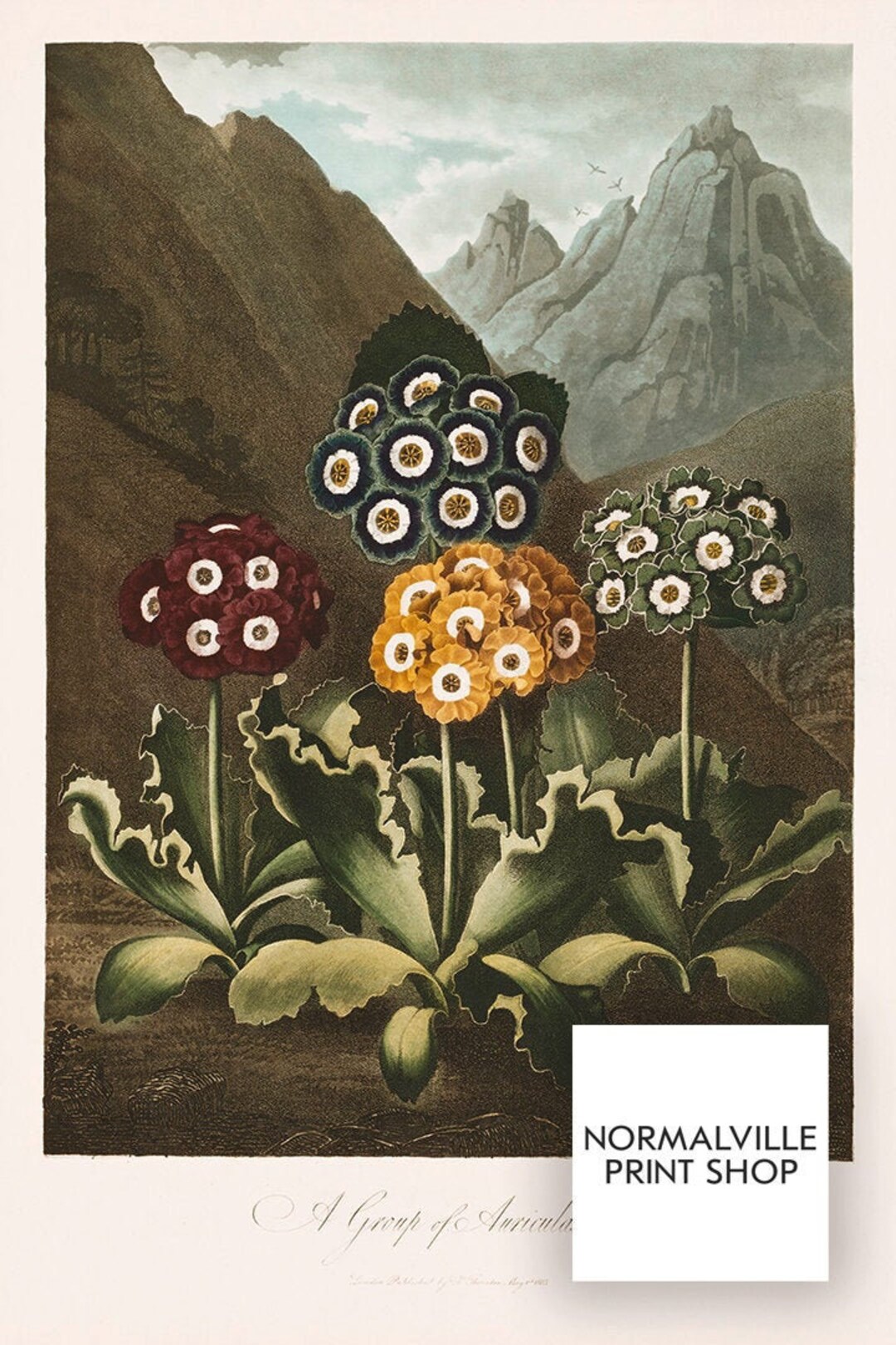A Group of Auriculas - Archival Art Print - Etsy
