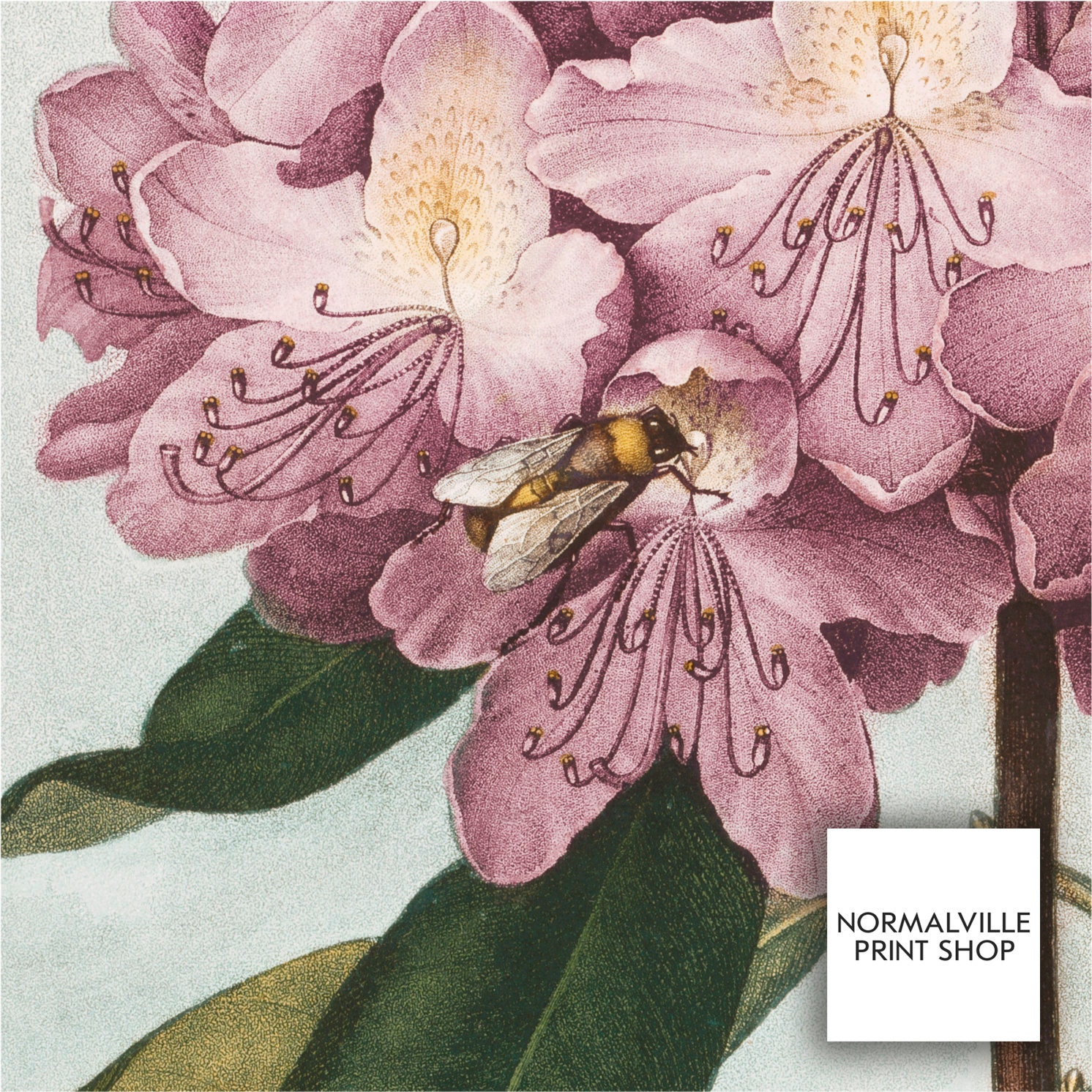 The Pontic Rhododendron - Archival Art Print - Etsy