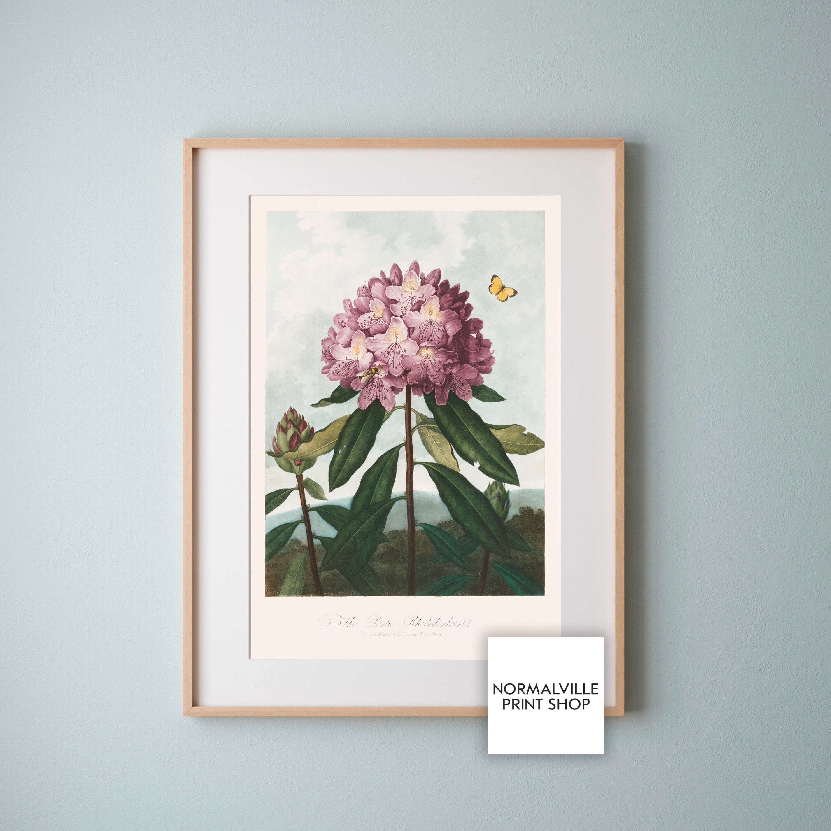 The Pontic Rhododendron - Archival Art Print - Etsy